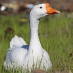 Pato Doméstico: Características, Nome Científico e Habitat – Mundo Ecologia