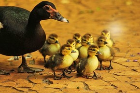 Pato Doméstico: Características, Nome Científico e Habitat – Mundo Ecologia