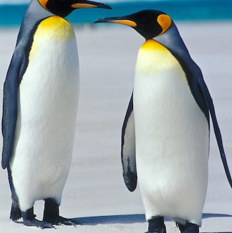 Como é o Revestimento do Corpo do Pinguim? O que Cobre a Pele? – Mundo ...
