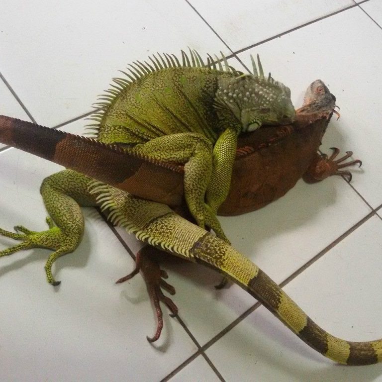 Reprodução da Iguana: Filhotes e Período de Gestação – Mundo Ecologia