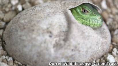 Reprodução da Iguana: Filhotes e Período de Gestação – Mundo Ecologia