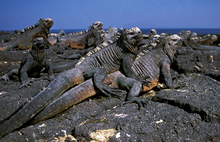 Reprodução da Iguana: Filhotes e Período de Gestação – Mundo Ecologia