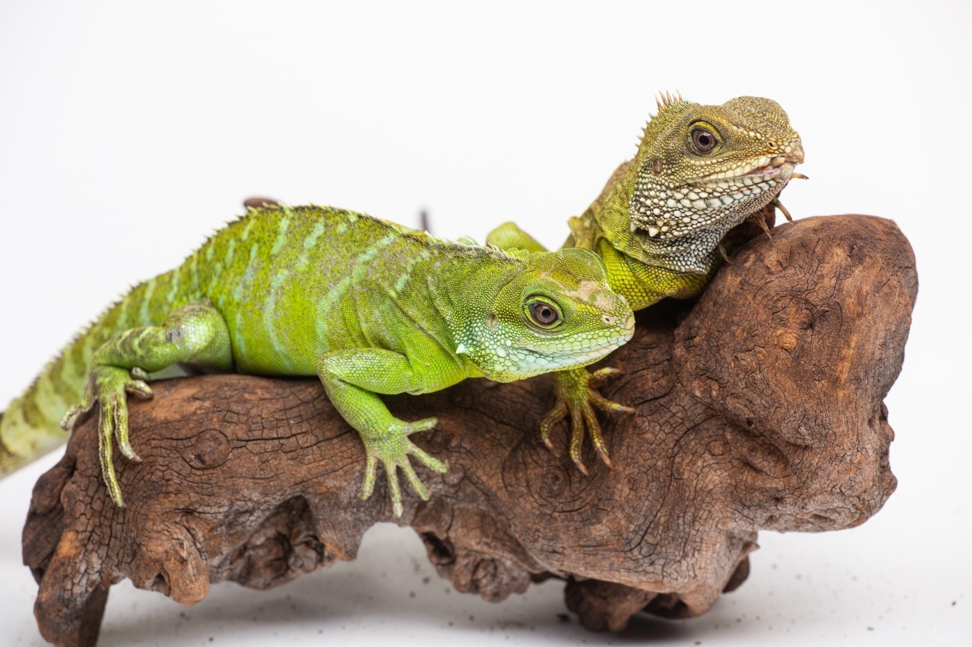 Reprodução da Iguana: Filhotes e Período de Gestação – Mundo Ecologia