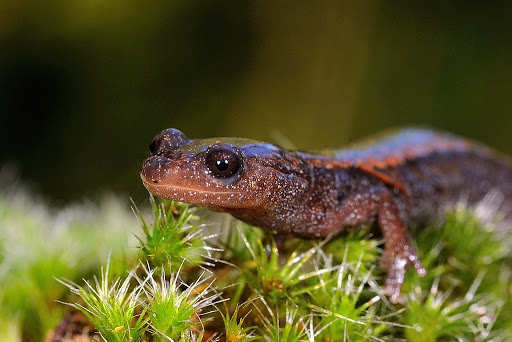 Tudo Sobre a Salamandra: Características, Nome Científico e Fotos ...