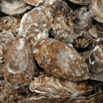 Qual é a Diferença de Marisco, Mexilhão, Ostra e Sururu? | Mundo Ecologia