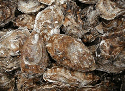 Qual é a Diferença de Marisco, Mexilhão, Ostra e Sururu? | Mundo Ecologia