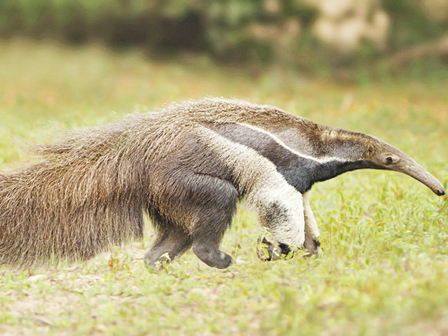 Tamanduá-Bandeira: Características, Nome Científico e Fotos | Mundo ...