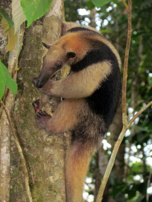 Espécies de Tamanduá: Lista com Tipos – Nome e Fotos | Mundo Ecologia