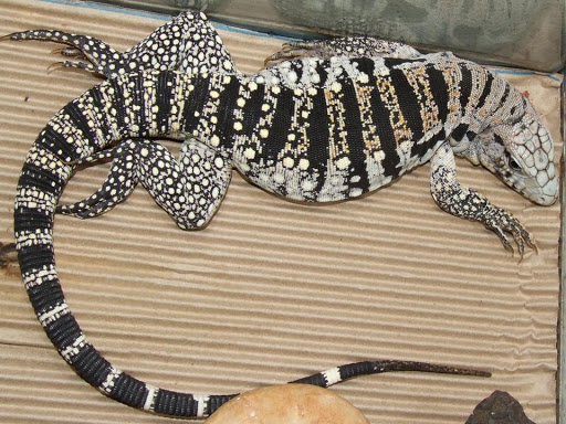 Lagarto-Teju: Características, Habitat, Nome Científico e Fotos – Mundo ...