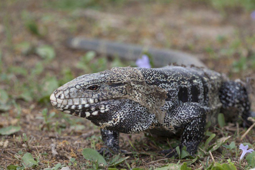 Lagarto-Teju: Características, Habitat, Nome Científico e Fotos – Mundo ...
