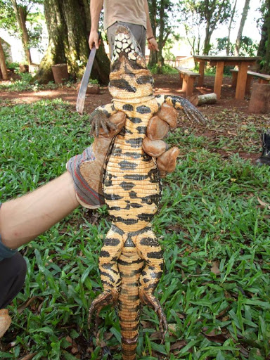 Lagarto-Teju: Características, Habitat, Nome Científico e Fotos – Mundo ...