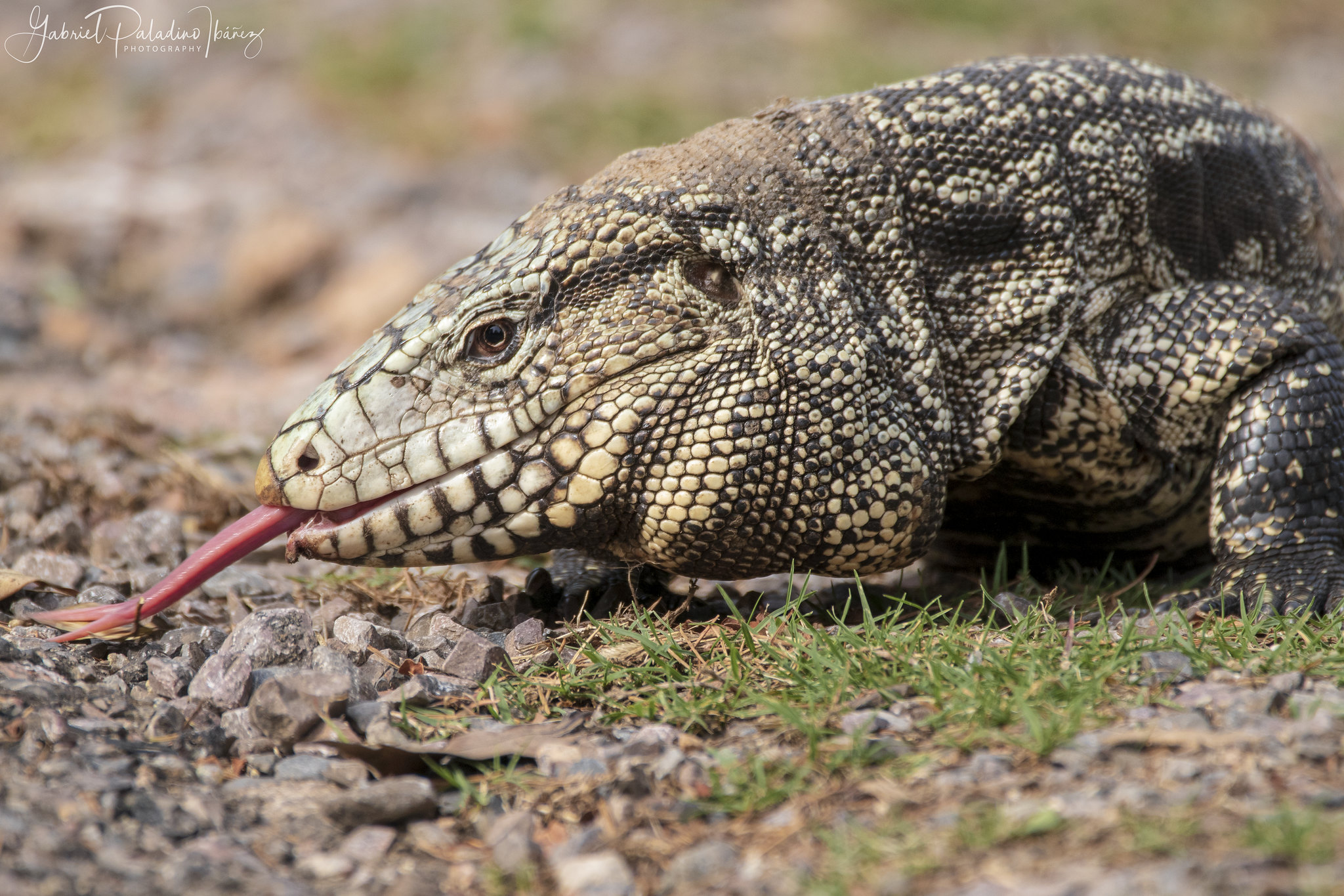 Lagarto-Teju: Características, Habitat, Nome Científico e Fotos – Mundo ...