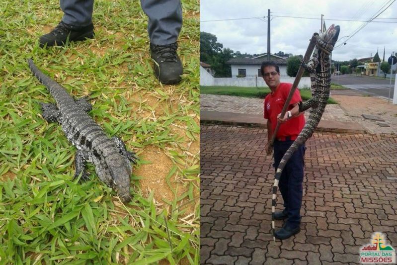 Lagarto-Teju: Características, Habitat, Nome Científico e Fotos – Mundo ...