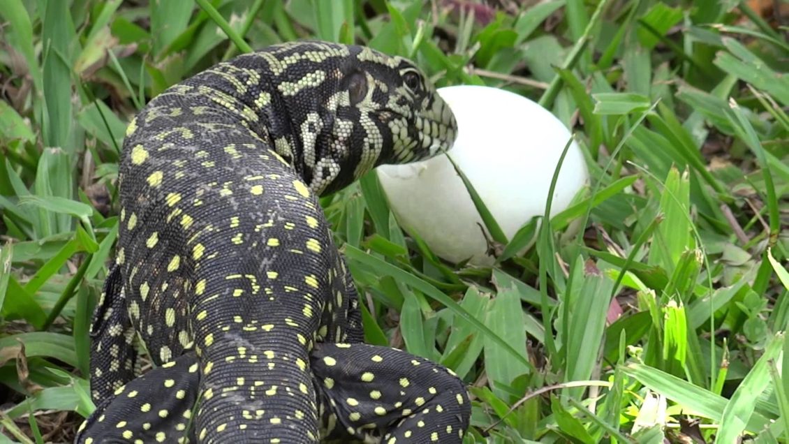 Lagarto-Teju: Características, Habitat, Nome Científico e Fotos – Mundo ...