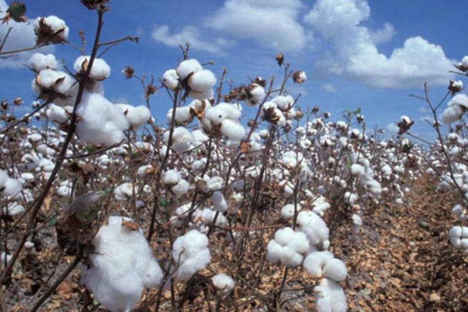 Tudo Sobre o Algodão: Características e Nome Científico | Mundo Ecologia