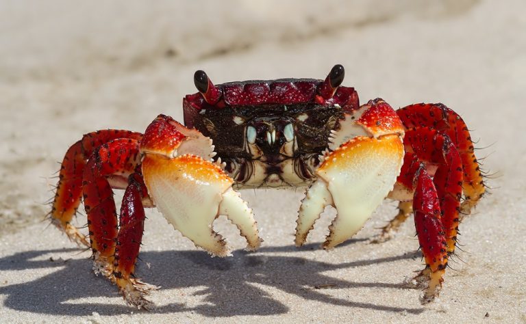 Espécies de Mariscos: Lista com Tipos- Nomes e Fotos | Mundo Ecologia