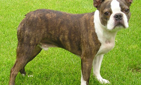 Diferença Entre Buldogue Francês e Boston Terrier | Mundo Ecologia