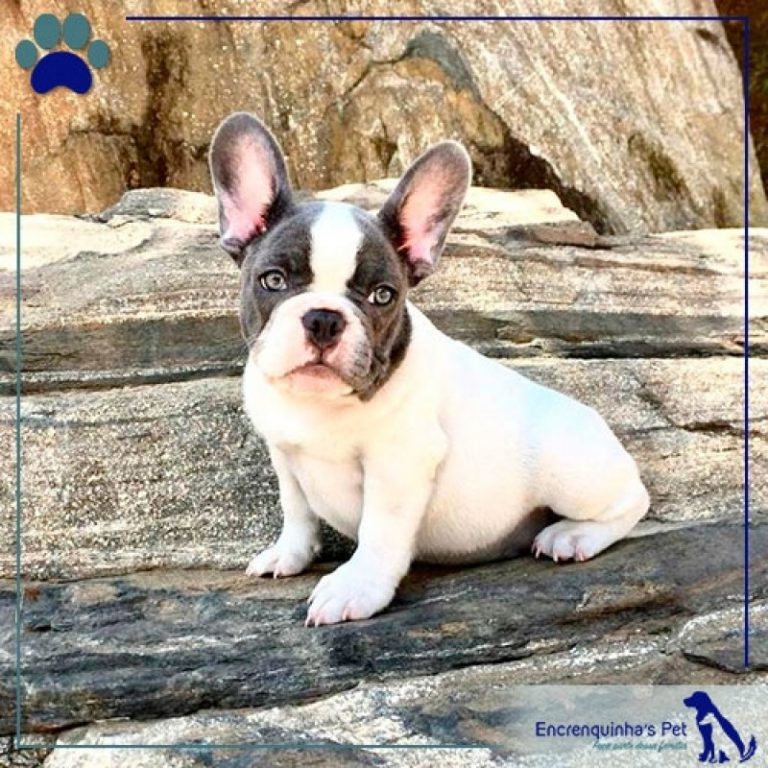 Cores do Buldogue: Tigrado, Fulvo, Branco, Chocolate Com Fotos – Mundo ...