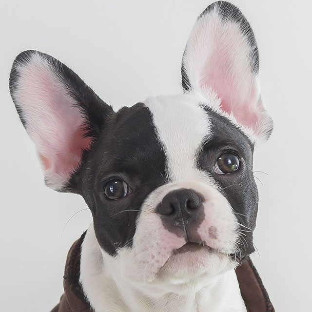 Diferença Entre Buldogue Francês e Boston Terrier | Mundo Ecologia