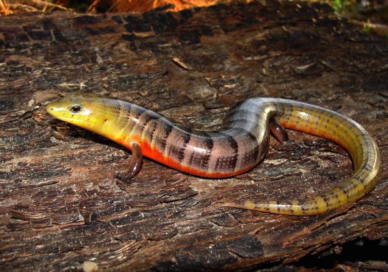 Tipos de Lagartos Brasileiros e Suas Curiosidades – Mundo Ecologia