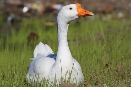 Tudo sobre o pato: características, nome cientifico e fotos | Mundo ...