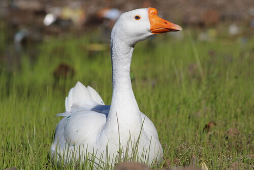 Tudo sobre o pato: características, nome cientifico e fotos | Mundo ...