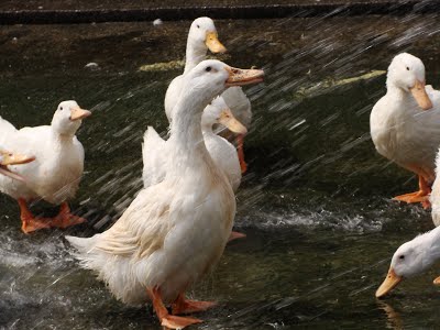 Tudo sobre o pato: características, nome cientifico e fotos | Mundo ...
