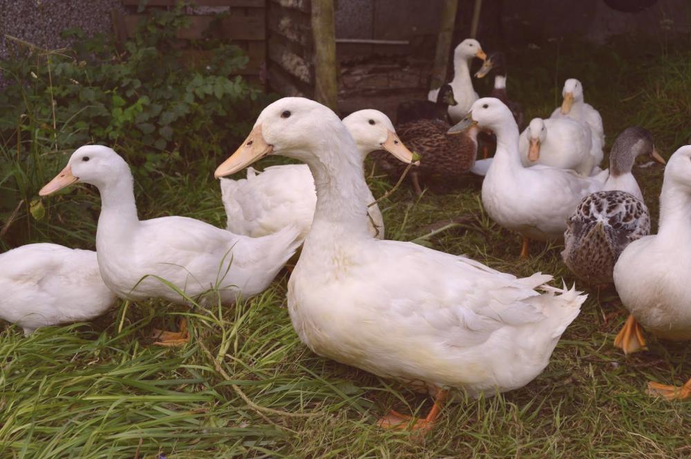 Tudo sobre o pato: características, nome cientifico e fotos | Mundo ...