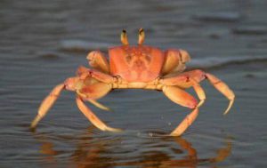 Espécies de Mariscos: Lista com Tipos- Nomes e Fotos | Mundo Ecologia