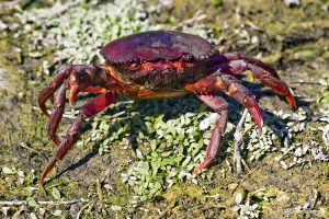 Espécies de Mariscos: Lista com Tipos- Nomes e Fotos | Mundo Ecologia