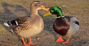 Tudo sobre o pato: características, nome cientifico e fotos | Mundo ...