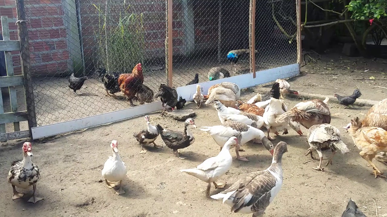 Por Que Pato Voa e Galinha Não? | Mundo Ecologia
