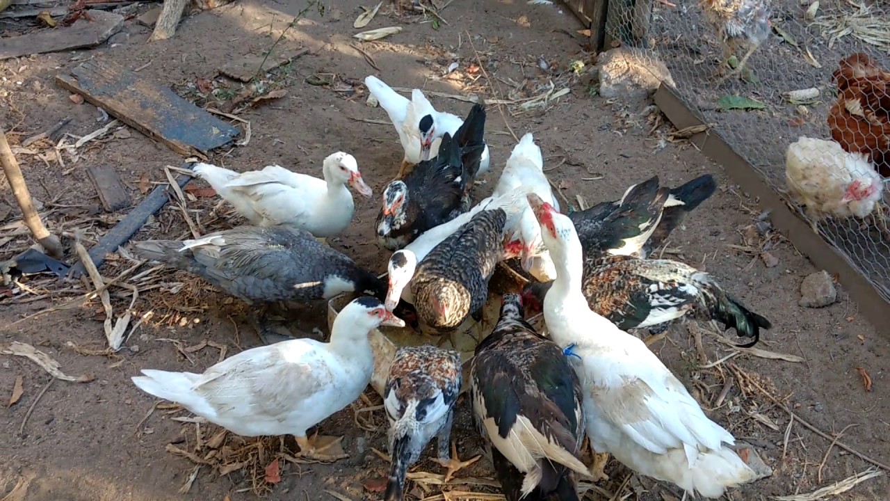 Por Que Pato Voa e Galinha Não? | Mundo Ecologia