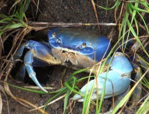 Espécies de Mariscos: Lista com Tipos- Nomes e Fotos | Mundo Ecologia