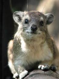Animais Que Começam Com a Letra H: Nome e Características | Mundo Ecologia