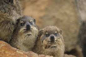 Animais Que Começam Com a Letra H: Nome e Características | Mundo Ecologia