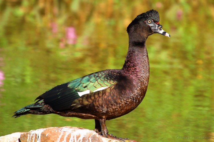 Qual a Diferença de Pato e Marreco? E Nos Filhotes? | Mundo Ecologia