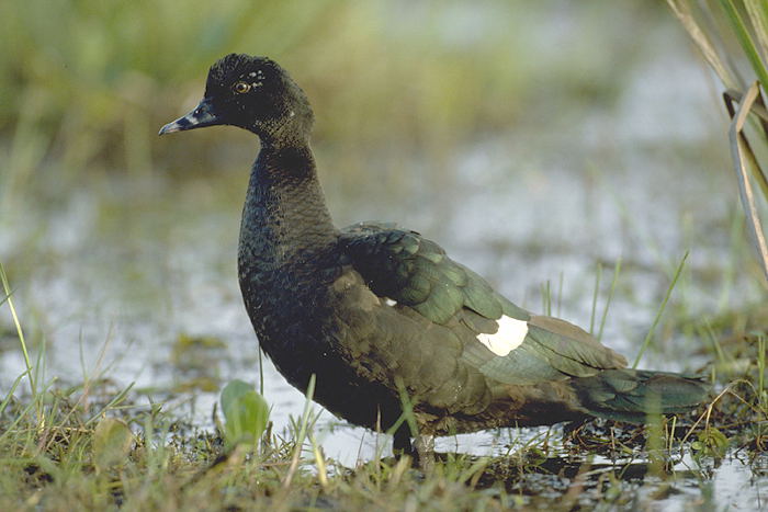Qual a Diferença de Pato e Marreco? E Nos Filhotes? | Mundo Ecologia