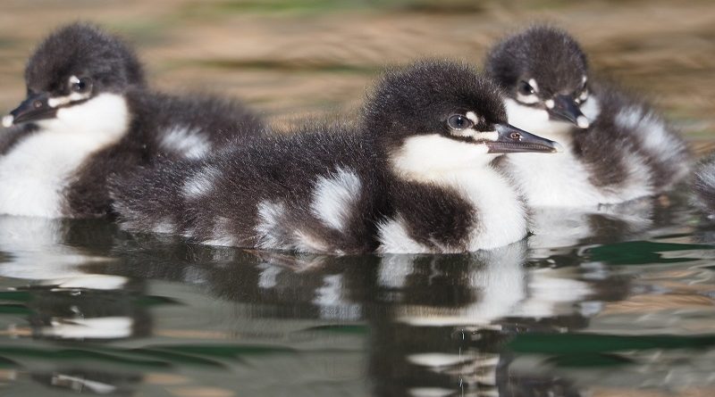 Qual a Diferença de Pato e Marreco? E Nos Filhotes? | Mundo Ecologia