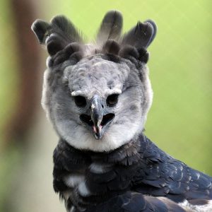 Animais Que Começam Com a Letra H: Nome e Características | Mundo Ecologia