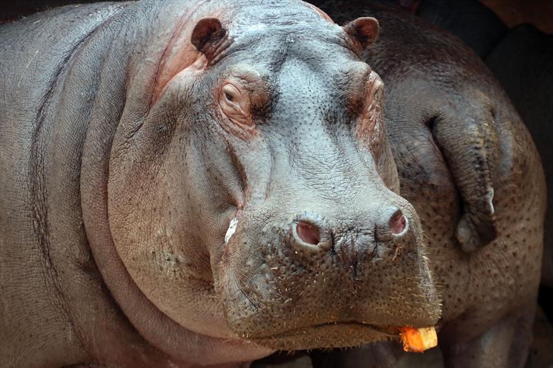 Animais Que Começam Com a Letra H: Nome e Características | Mundo Ecologia