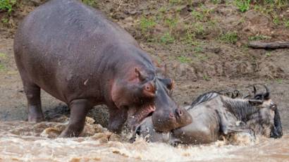 Animais Que Começam Com a Letra H: Nome e Características | Mundo Ecologia