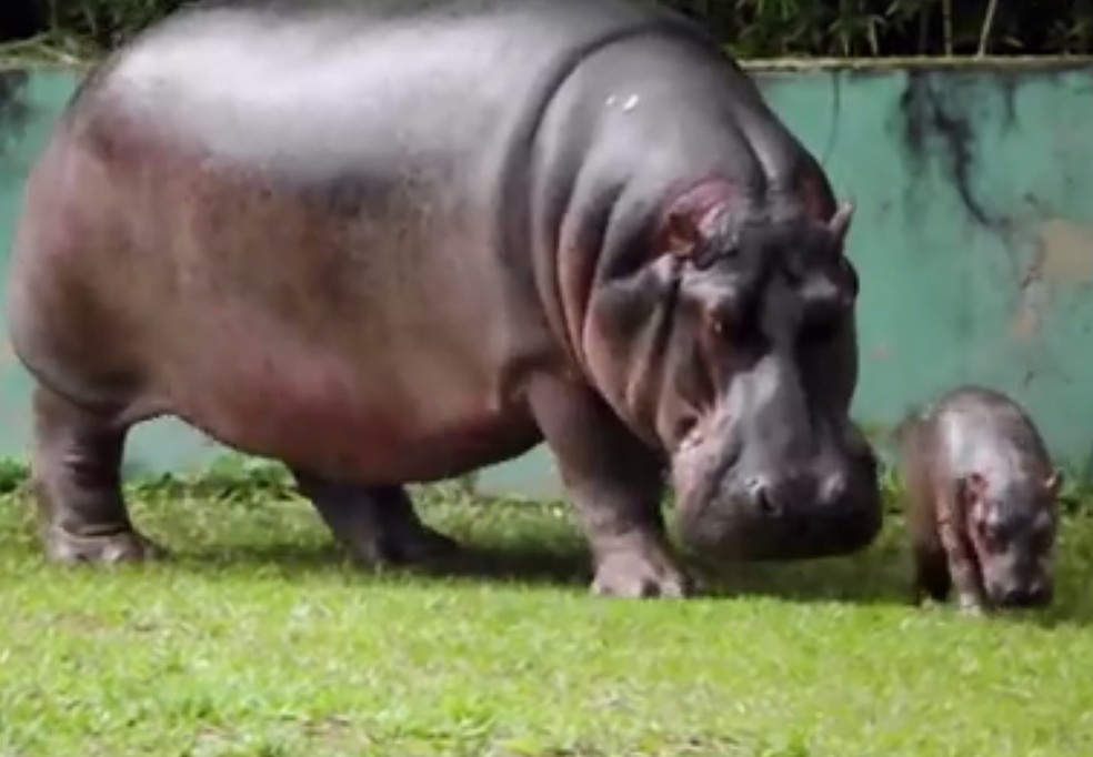 Animais Que Começam Com a Letra H: Nome e Características | Mundo Ecologia
