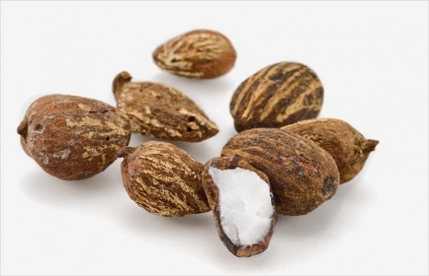 Frutas Que Começam Com a letra K: Nome e Características – Mundo Ecologia