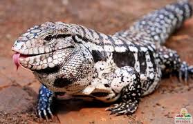 Lagarto Curiosidades e Fatos Interessantes Sobre o Animal | Mundo Ecologia