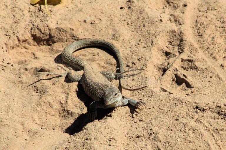 Lagarto-Chicote-Manchado-de-Chihuahuan: Características | Mundo Ecologia