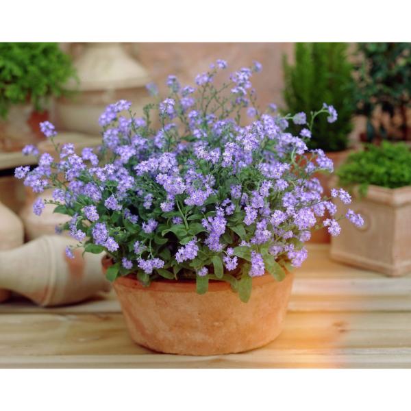 Jardim De Miosotis: Como Fazer, Fotos E Como Cuidar | Mundo Ecologia