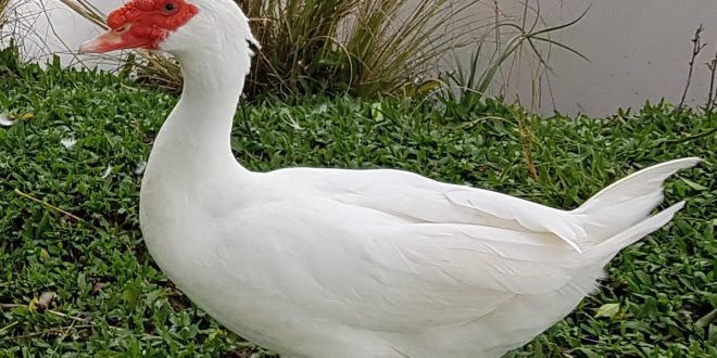 Pato Curiosidades e Fatos Interessantes Sobre o Animal | Mundo Ecologia