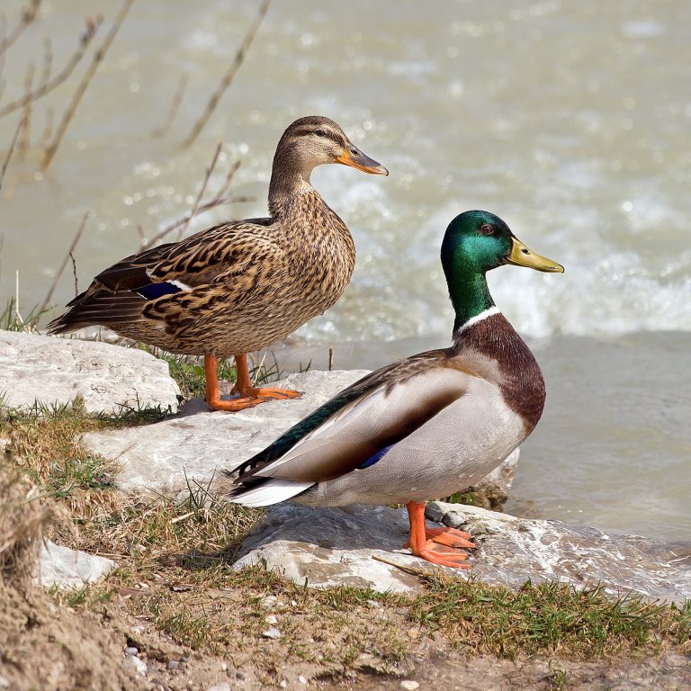 Reproducao Do Pato: Filhotes E Periodo De Gestacao – Mundo Ecologia