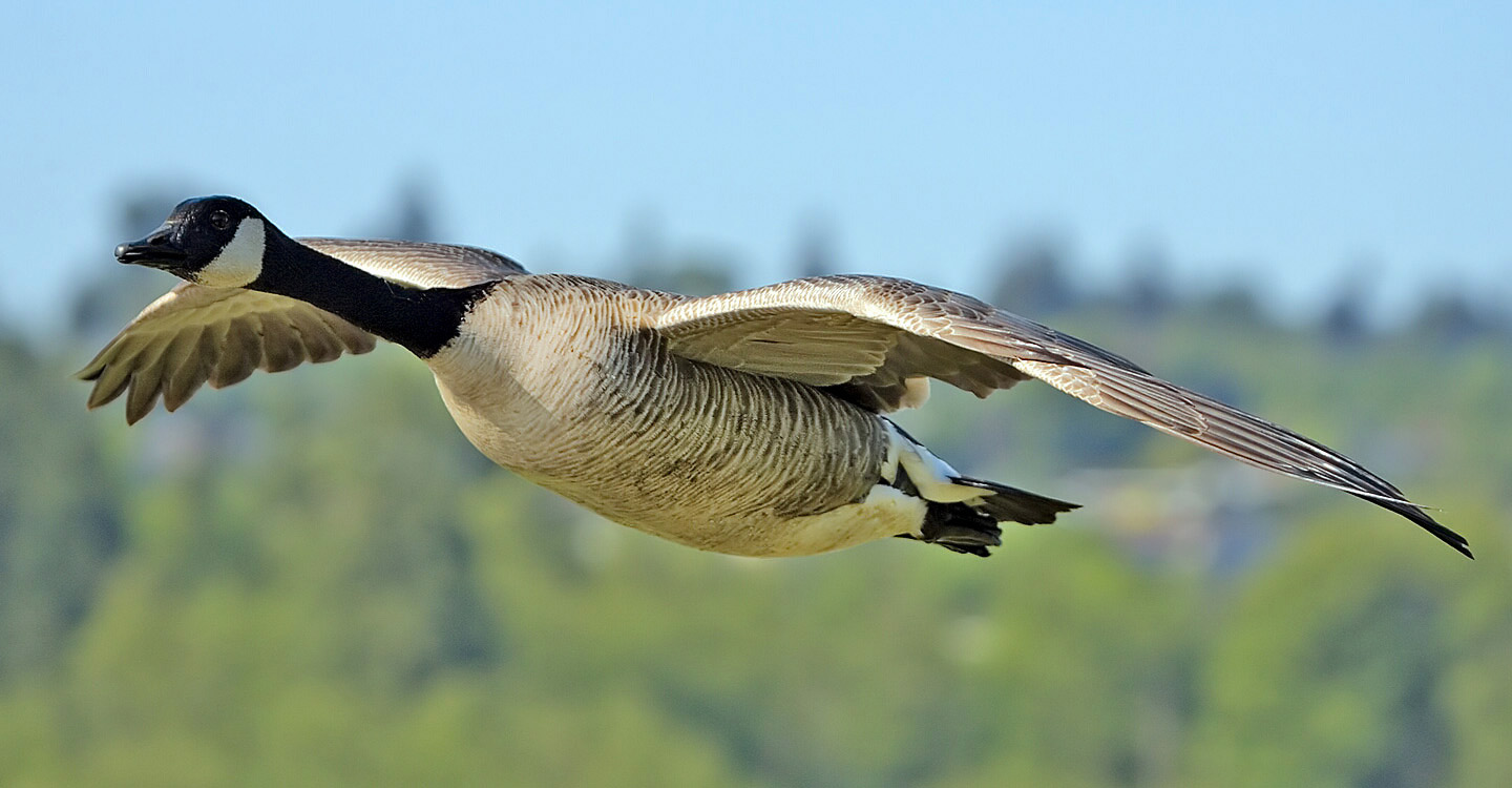 Pato Selvagem de Cabeça Branca: Características e Habitat | Mundo Ecologia